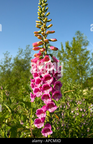 Foxglove - bell shaped flower Stock Photo - Alamy
