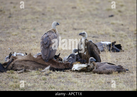 Bird of Prey - African Vulcher Stock Photo - Alamy