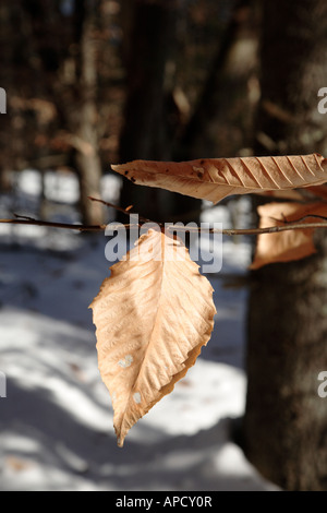 Winter foliage of an American beech tree. Yates Mill County Park ...