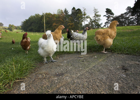 Exchequer Leghorn Chicken Free Range Organic Fed from Cumbria Stock ...