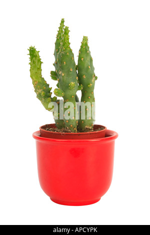 Opuntia spec., prickly pears Stock Photo - Alamy