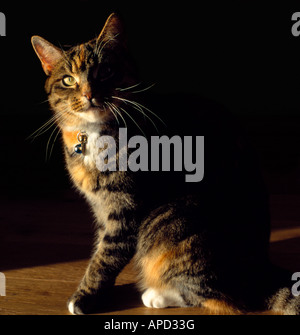 Domestic tabby cat Stock Photo - Alamy