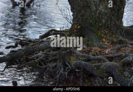 Tree roots in water with autumn leaves Stock Photo - Alamy