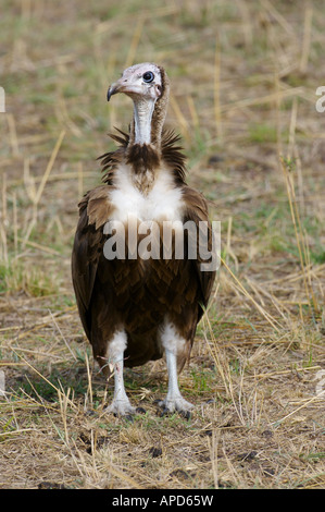 Bird of Prey - African Vulcher Stock Photo - Alamy