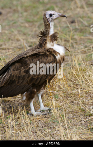Bird of Prey - African Vulcher Stock Photo - Alamy