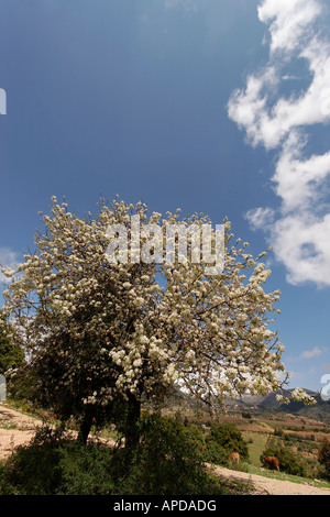The Golan Heights Syrian Pear Pyrus Syriaca in Nabi Hazuri Stock Photo ...