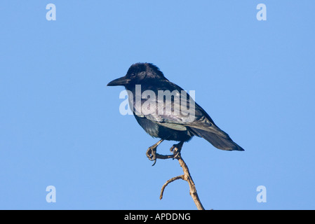 Sinaloa Crow Corvus sinaloae Sayulita Nayarit Mexico 16 January Adult ...