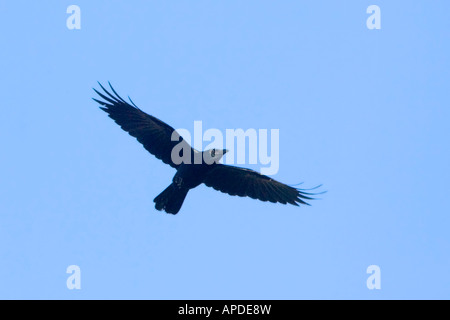 Sinaloa Crow Corvus sinaloae Sayulita Nayarit Mexico 16 January Adult ...