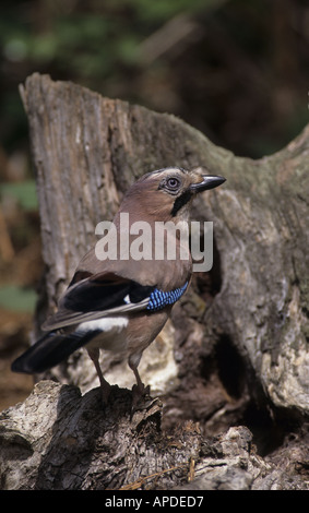 JAY ON STUMP SUSSEX UK Stock Photo - Alamy