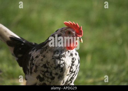 Exchequer Leghorn Chicken Stock Photo - Alamy