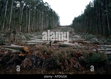 Deforestation in Galicia, Spain Stock Photo - Alamy