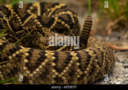 A Eastern Diamondback Rattlesnake coiled and ready to strike Stock ...