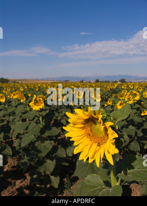 rural Colorado landscape near Greeley, winter scenery aerial view Stock ...