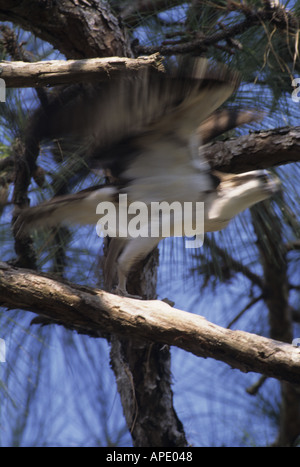 Osprey taking off from pine tree Stock Photo - Alamy