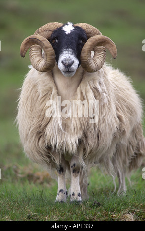 Black-faced Sheep - Ram or tup (uncastrated male sheep) - Scotland- UK ...