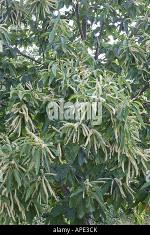Close up of chestnut (Castanea sativa Stock Photo - Alamy