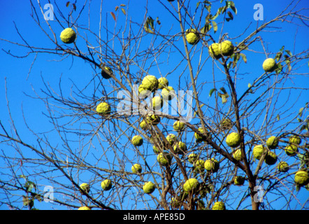 autumn fruit countryside lebanon Stock Photo - Alamy