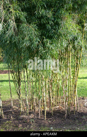 Chusquea POACEAE bamboo Stock Photo - Alamy