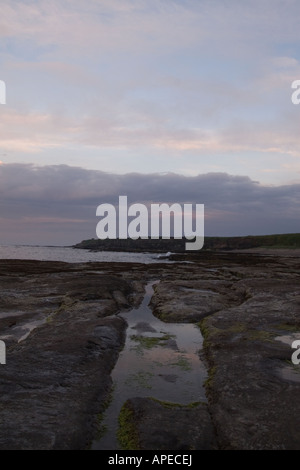 Seaweed at Seahouses Northumberland Stock Photo - Alamy