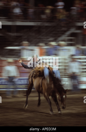 A cowboy rides a bucking bronco in a rodeo event, demonstrating ...
