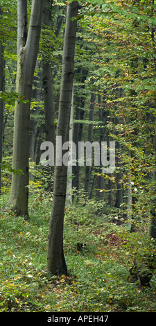 Trees in the forest Stock Photo - Alamy