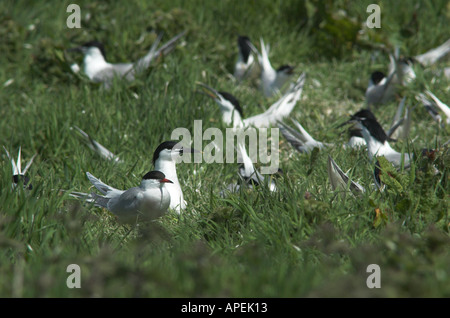 Group of arctic terns at farne islands uk Stock Photo - Alamy