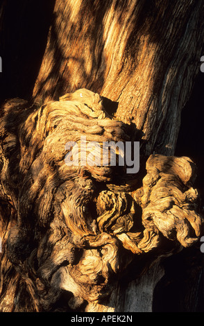 Sacred tree, Montezuma cypress, Taxodium mucronatum, Ahuehuete, Mexico ...