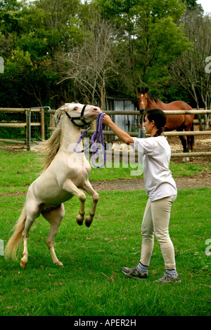 Woman with her miniature horse Stock Photo - Alamy