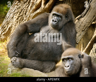 Male gorilla sitting contemplating life Stock Photo - Alamy