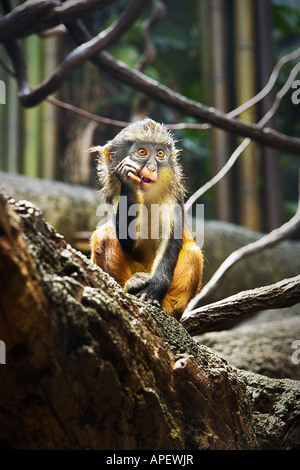 Wolf's Monkey (cercophitecus wolfi) young adult, sitting on branch ...