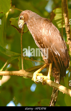 Collared Forest-falcon (Micrastur semitorquatus Stock Photo - Alamy