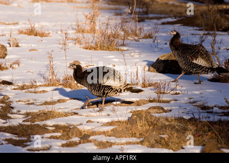 SW Utah parks in winter Stock Photo - Alamy