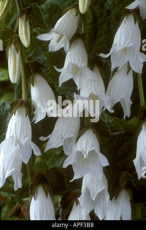 Campanula alliariifolia 'Ivory bells'. Bellflower Stock Photo - Alamy