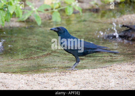 Sinaloa Crow Corvus sinaloae Sayulita Nayarit Mexico 16 January Adult ...