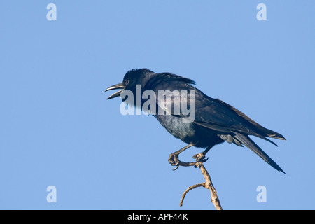 Sinaloa Crow Corvus sinaloae Sayulita Nayarit Mexico 16 January Adult ...