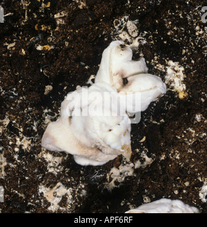 Psalliota bisporus, Mushroom Stock Photo - Alamy