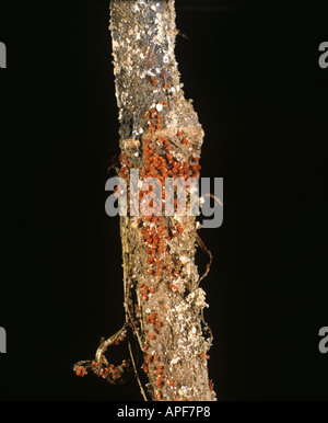 Black rot Cylindrocladium crotalariae perithecia on the stem base of ...