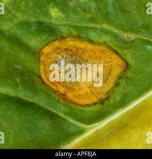 Phoma on a rape leaf Stock Photo - Alamy