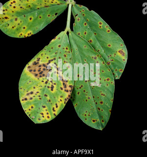 Early leaf spot (Cercospora arachidicola) fungal disease necrotic ...