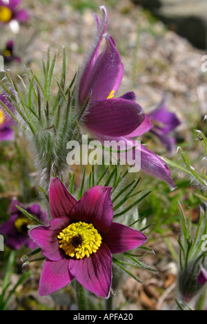 pasque pulsatilla vulgaris as a garden plant Stock Photo - Alamy