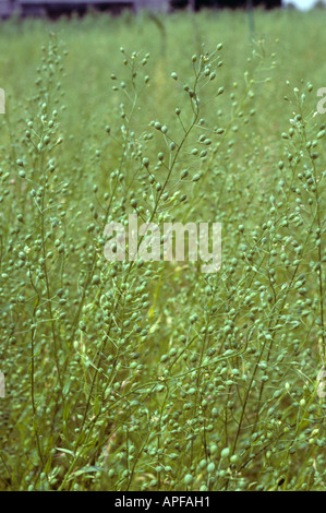 Gold of pleasure (Camelina sativa) grain crop in unripe seedhead Stock ...