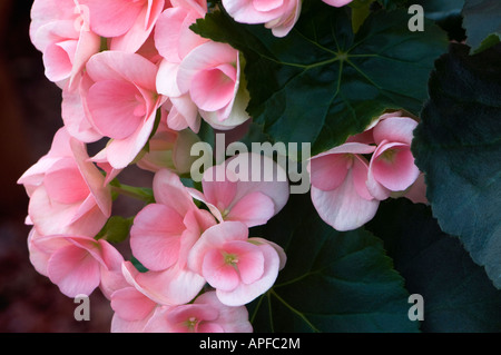 Rex Begonia in pink Stock Photo - Alamy