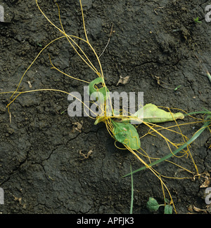 Dodder or strangleweed Cuscuta epithymum parasitic weed on seedling ...
