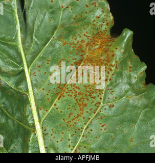 Sugar beet rust Uromyces betae pustules on sugat beet leaf underside ...