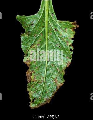 Close up of Cercospora beticola, leaf white spot on red swiss chard ...
