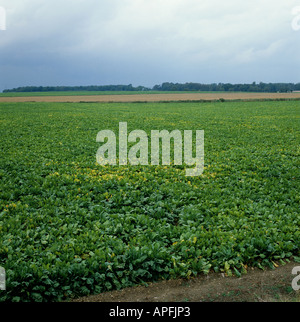 Sugar beet virus yellows SBVY infection on mature sugar beet plant ...
