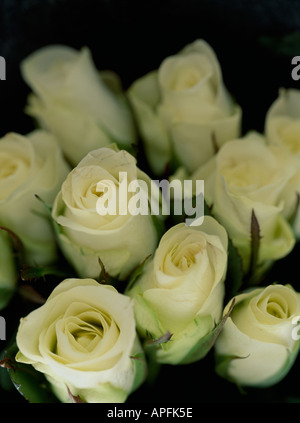 Close-up soft white roses Stock Photo - Alamy