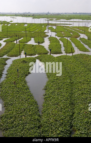 Rice Fields Phnom Penh Cambodia Stock Photo - Alamy