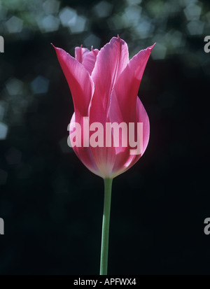 A pink Tulip flower Stock Photo - Alamy