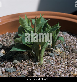 Grit around container grown Hosta plant to deter slugs snails Stock ...